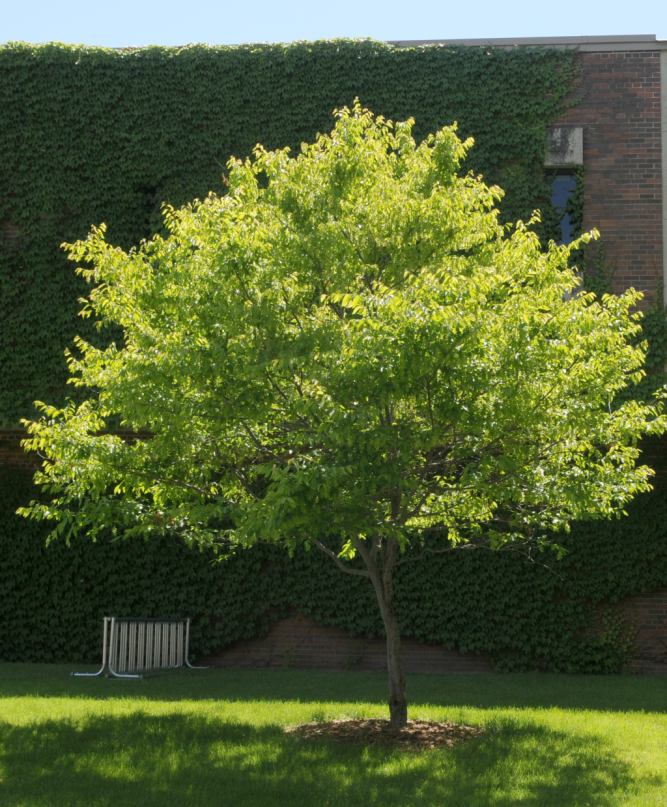 American Ironwood Tree Ostrya Wikipedia
