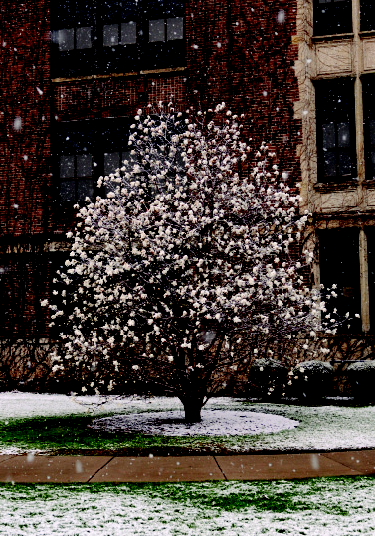 Magnolia Trees In Minnesota Jane Magnolia (Magnolia X 'Jane')