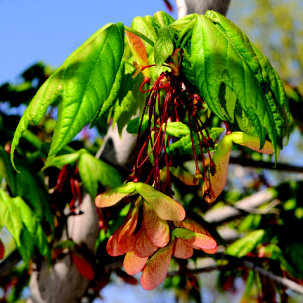 Red Maple Fruit