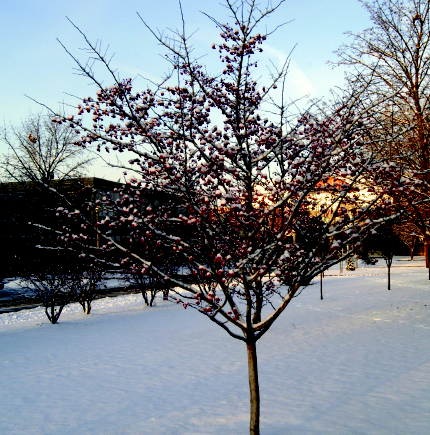 Crabapple Tree Winter